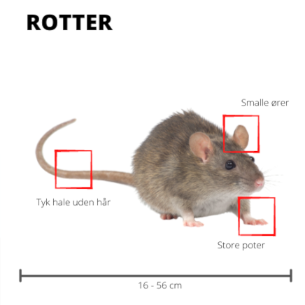 Sådan ser du forskel på mus og rotter - Hedensted Spildevand A/S ...